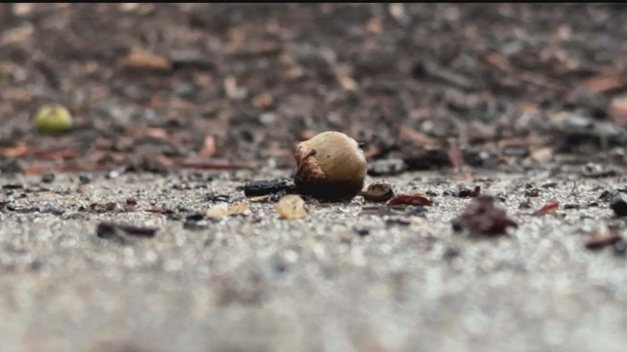 Michigan mast year: Why trees are dropping tons of acorns and other ...