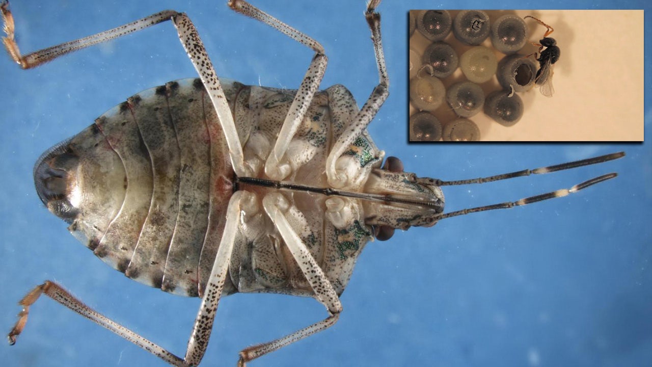 Stink bugs invading Michigan homes: Why invasive pest come inside and ...