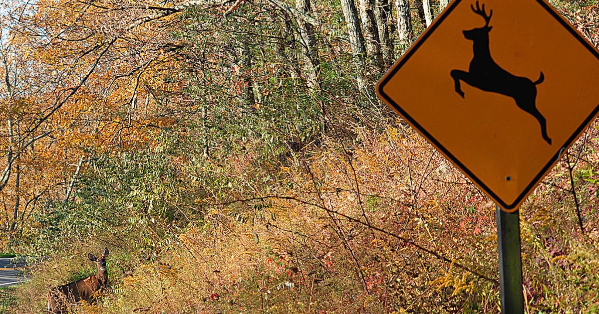 Traffic alert: Busiest month for deer crashes in Michigan arrives | FOX ...