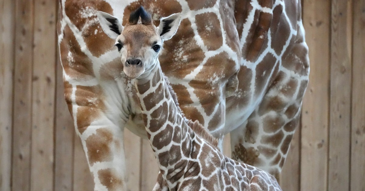 Detroit Zoo welcomes new baby giraffe | FOX 2 Detroit