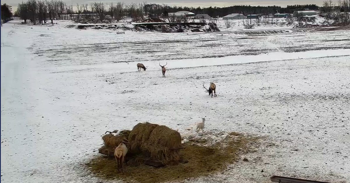Michigan elk cam launches near Gaylord, offering 24/7 viewing of herd ...