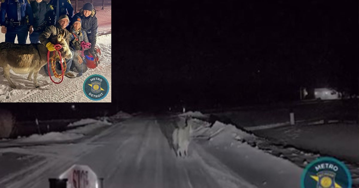 Runaway donkey: State police track down lost farm escapee in Holly ...