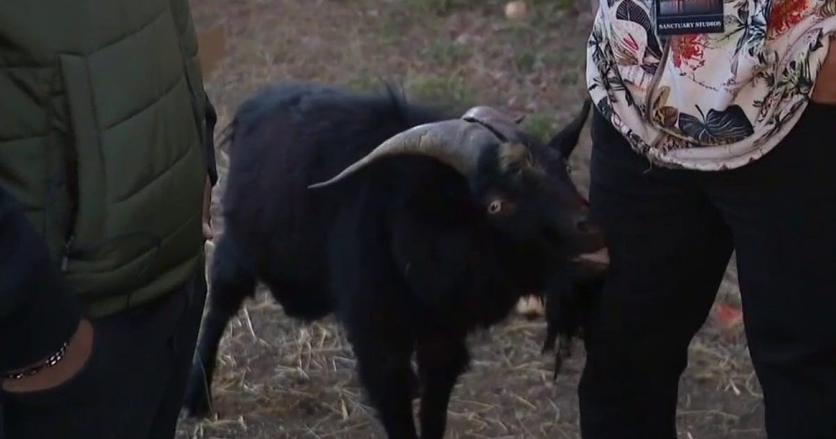 'Smokey' the Goat taken by City of Detroit after doorbell chase video ...