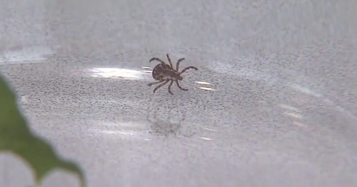 Michigan tick season begins as Lyme disease cases surge | FOX 2 Detroit