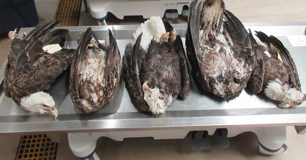 Dead Eagles: Michigan DNR investigating after possible poaching kills ...