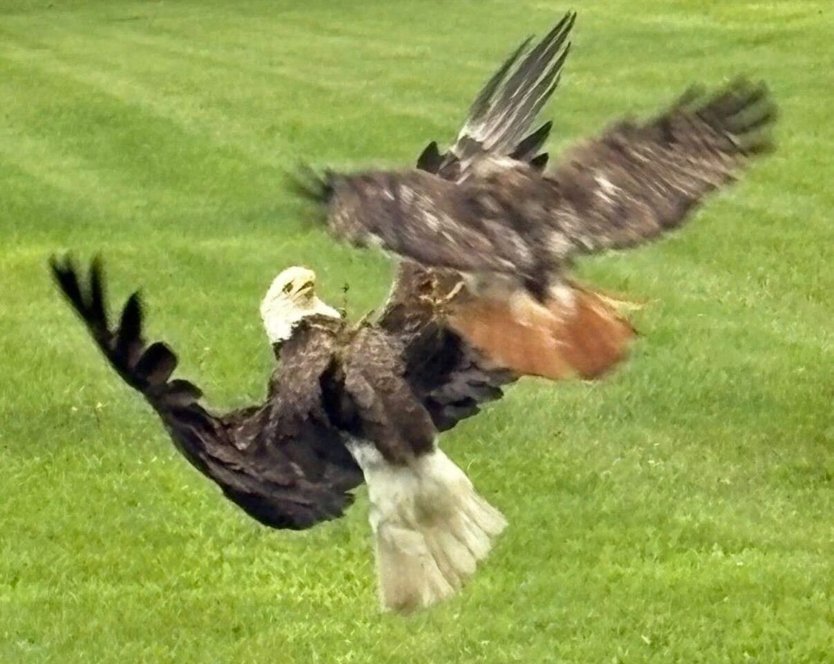 Red-tailed hawk attacks bald eagle over food in woman's yard | FOX 2 ...