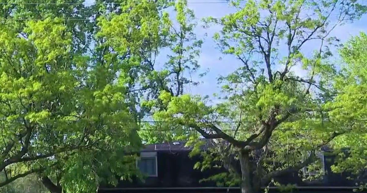 DTE responds to 'massacre' claims from Ann Arbor over tree trimming ...
