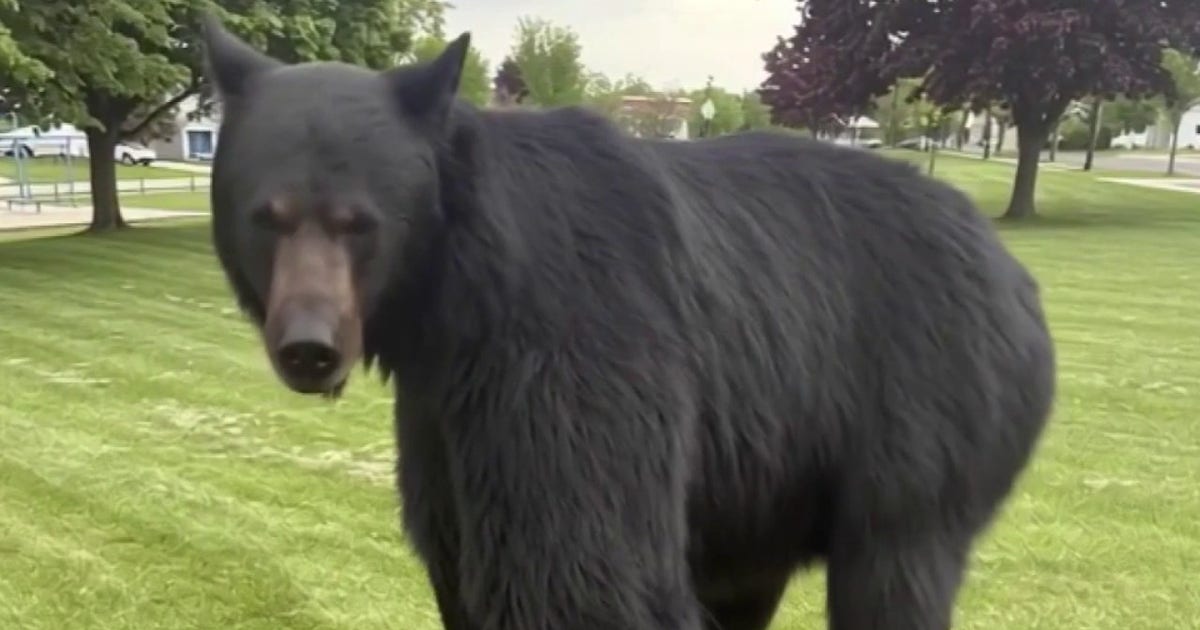 Southeast Michigan black bear: Officials on the hunt in Flat Rock area ...