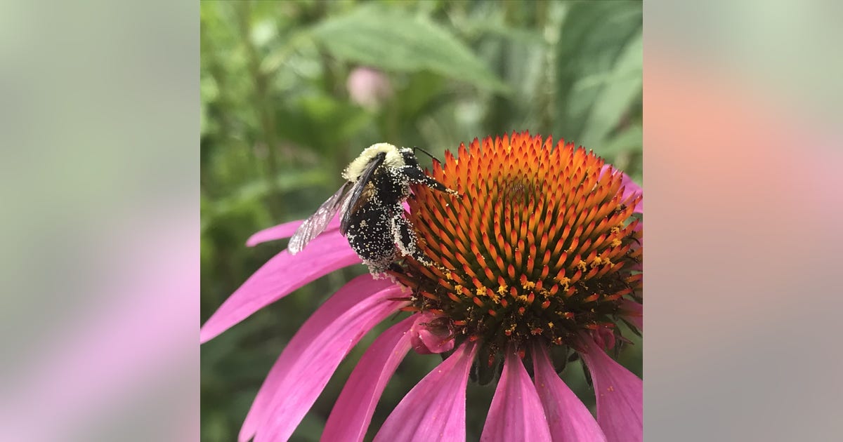 Michigan Native Plant Guide: What to add to a garden this spring and ...