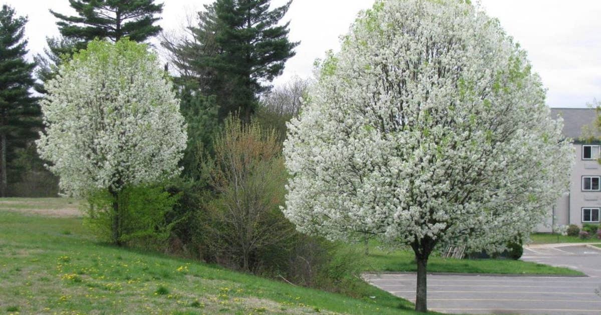 Michigan adds bradford pear, buckthorn, and other plants to invasive ...