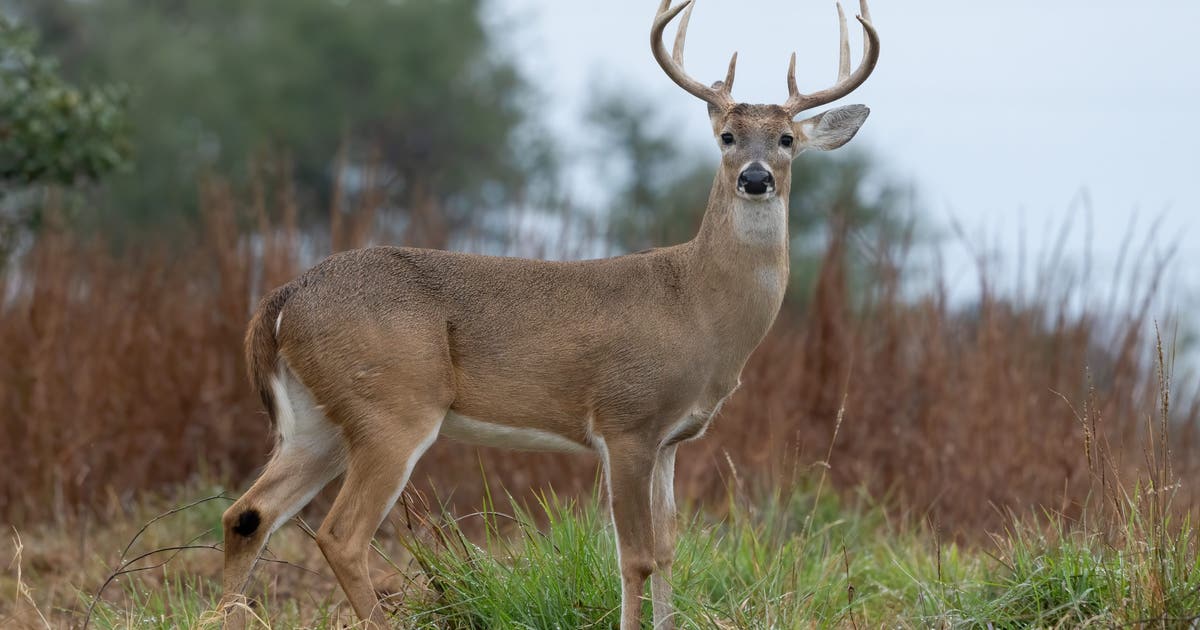 Michigan deer hunter's 'one buck rule' and other changes coming to ...