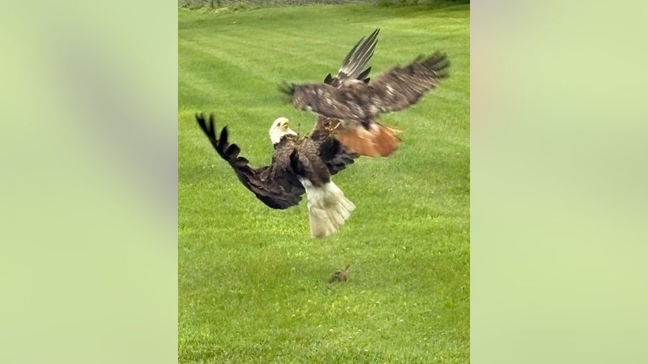 Red-tailed hawk attacks bald eagle over food in woman's yard | FOX 2 ...