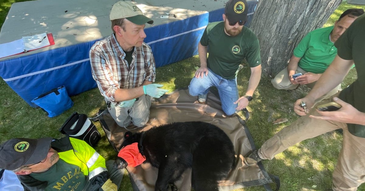 Bear safety tips: What to do after black bear sightings in southern ...