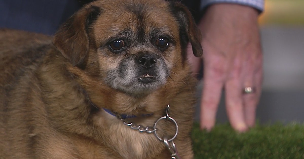 Mike's Perfect Pets: Dougie | FOX 32 Chicago