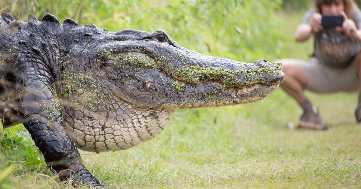 WATCH: Massive gator saunters across path at Polk County reserve | FOX ...