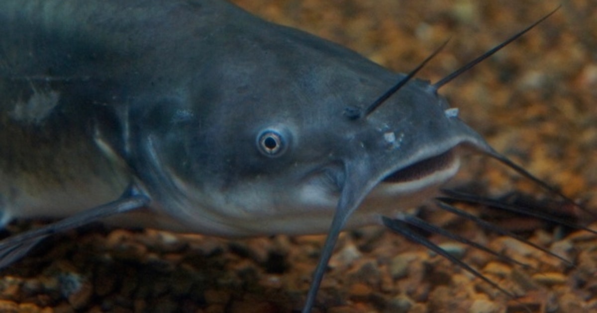 Woman hit, knocked to ground by catfish that fell from the sky | FOX 32 ...