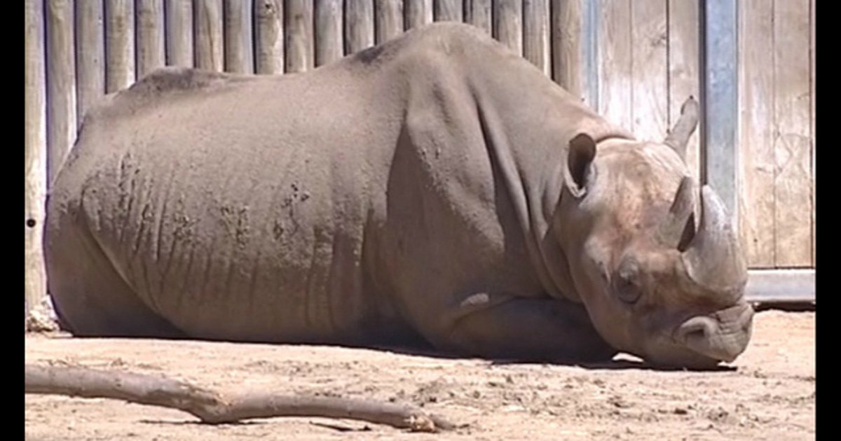 Rhino bite sends Lincoln Park Zoo worker to the hospital | FOX 32 Chicago