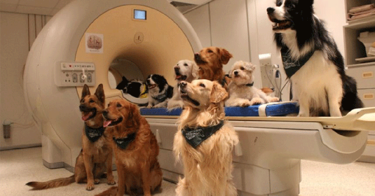 Scientists confirm your dog knows what you're saying | FOX 32 Chicago