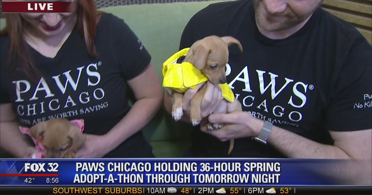PAWS Chicago hosts spring Adopt-a-Thon | FOX 32 Chicago