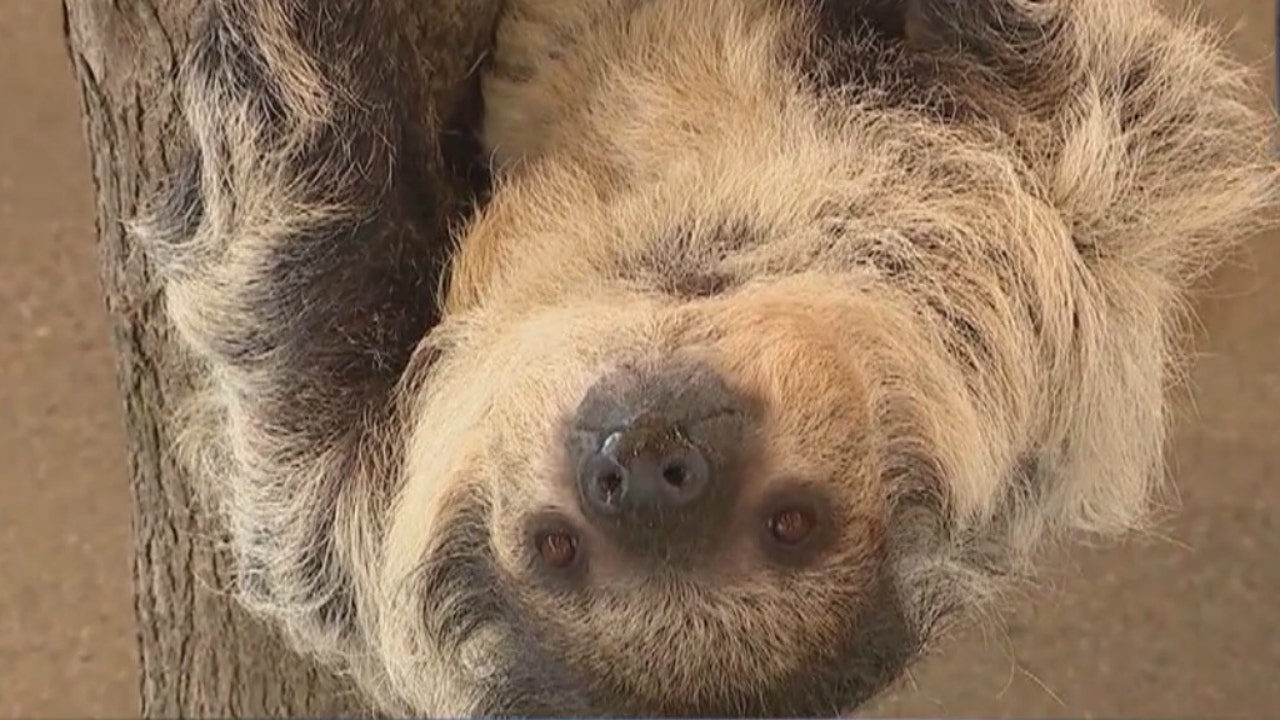 Brookfield Zoo's sloth helps a grieving family heal | FOX 32 Chicago