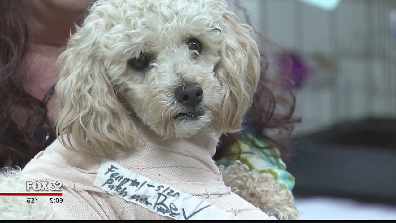 Poodle recovering but faces tough road after 5-story drop | FOX 32 Chicago