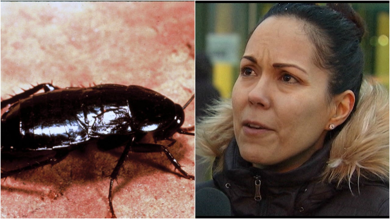 Chicago Park District pool infested with roaches | FOX 32 Chicago