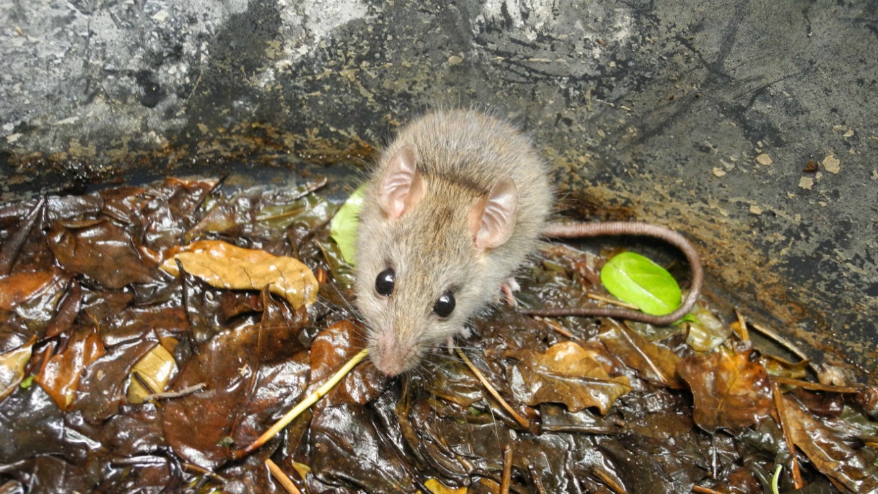 Rat population booming in Chicago | FOX 32 Chicago