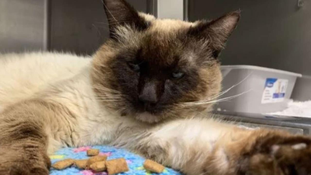 Serial cat shooter on the loose, $10,000 reward offered | FOX 32 Chicago