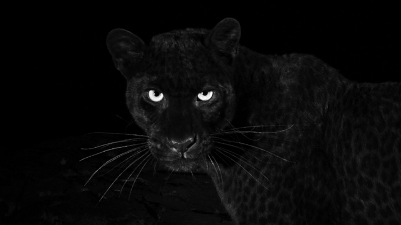 PHOTOS: Rare glimpse of elusive black leopard caught on camera | FOX 32 ...