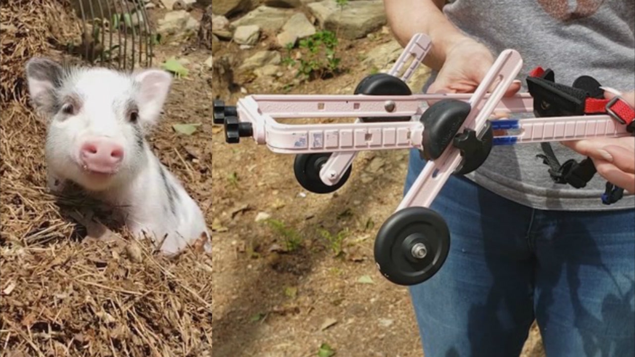 'Myrtle' the piglet gets a new set of wheels | FOX 32 Chicago