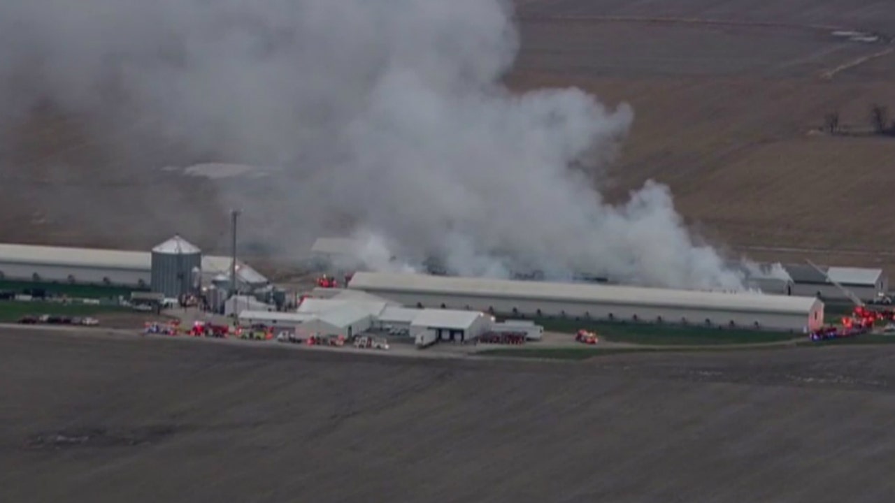 Company: 50,000 or more hens died in egg farm fire | FOX 32 Chicago