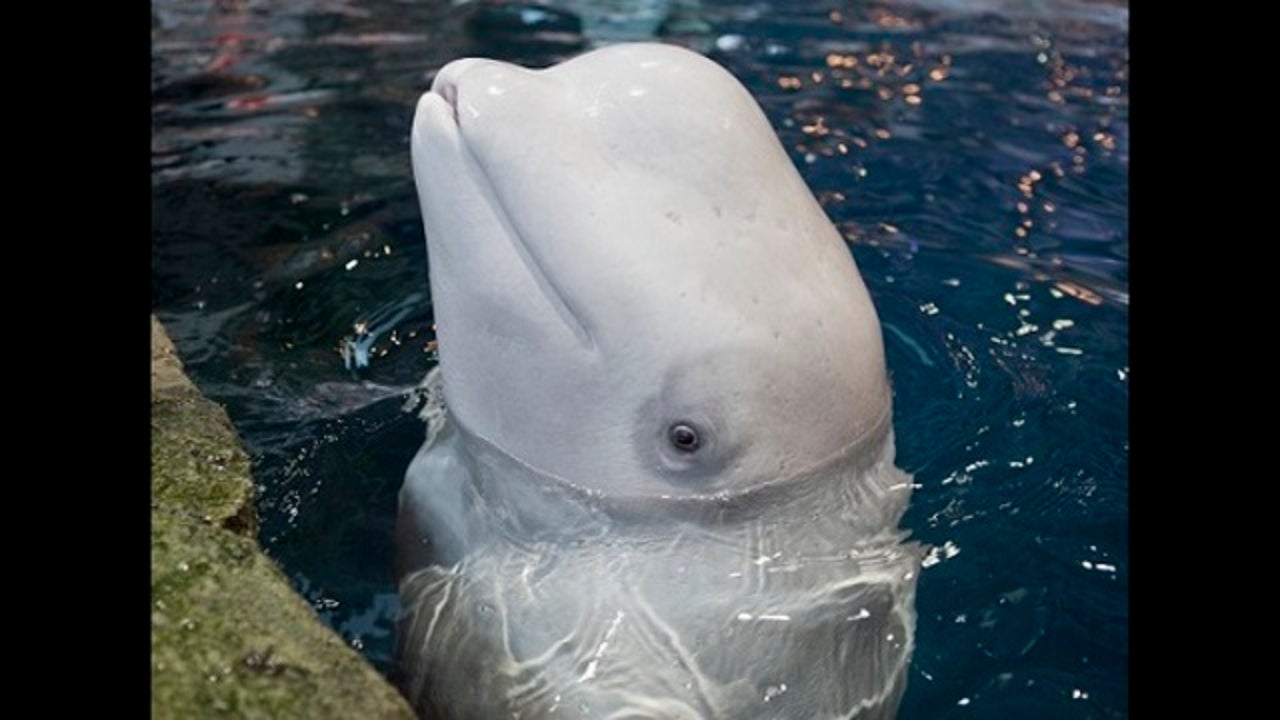 Shedd Aquarium's beluga whale dies from illness | FOX 32 Chicago