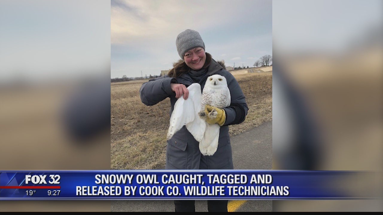 Snowy owl captured, released in Cook County forest preserve for first ...