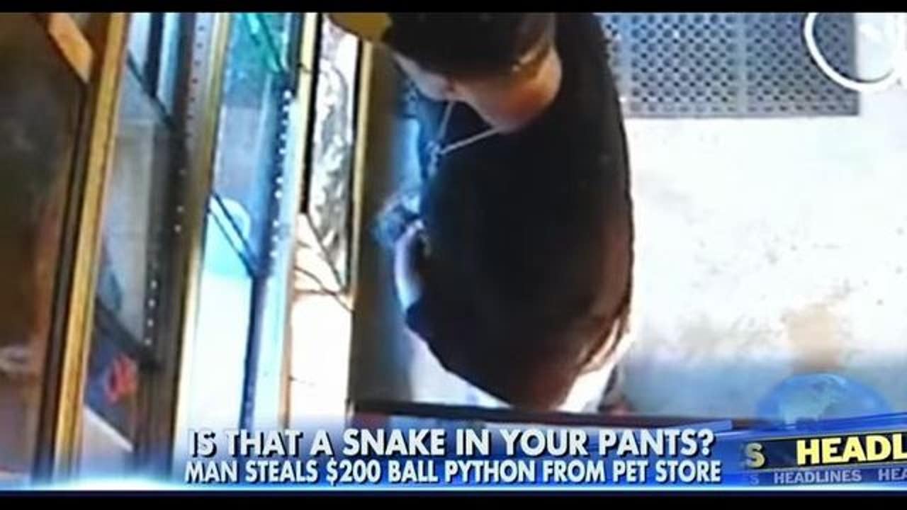 Surveillance cam catches man shoving python down pants | FOX 32 Chicago