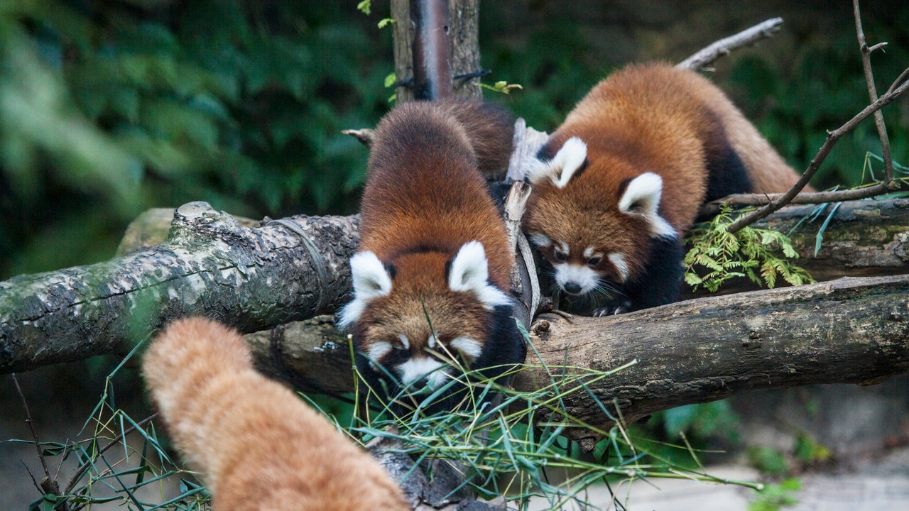Lincoln Park Zoo debuts Red Panda cubs Waveland and Sheffield