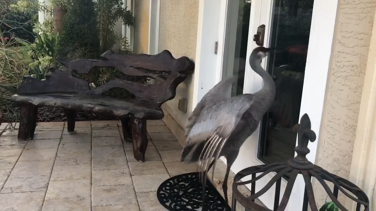 'Crazy crane' attacks reflection in glass door of Florida home | FOX 32 Chicago