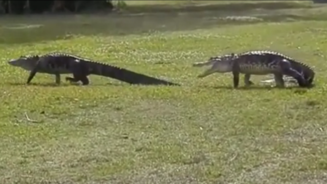 Watch two huge alligators battle on a Florida golf course | FOX 32 Chicago Watch two huge alligators battle on a Florida golf course | FOX 32 Chicago