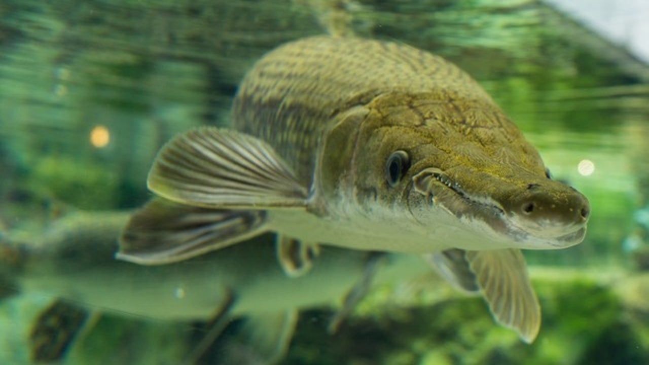 Huge, once-hated fish now seen as weapon against Asian carp
