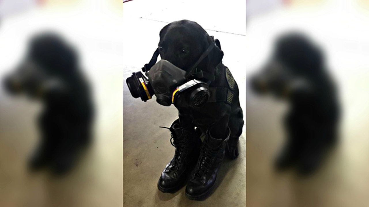 Firefighter's arson-sniffing dog borrows some protective equipment ...