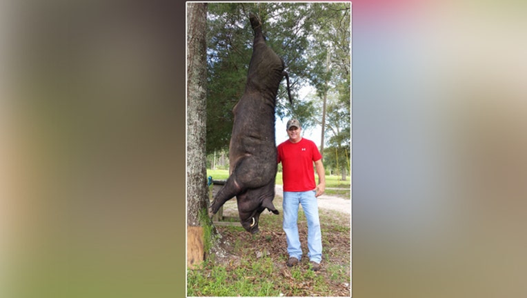 Alabama man to display head of 820-pound hog shot in yard