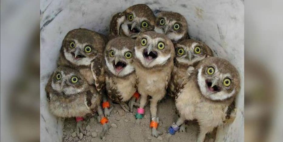 owl looking surprised