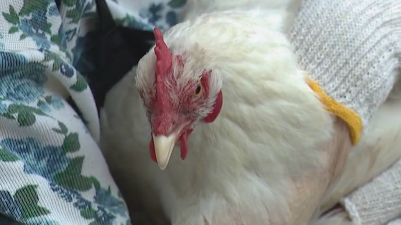 'Therapy Chickens' helping elderly people at local senior living ...