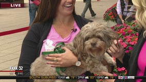 Mike Caplan | FOX 32 Chicago