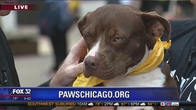 Mike Caplan | FOX 32 Chicago