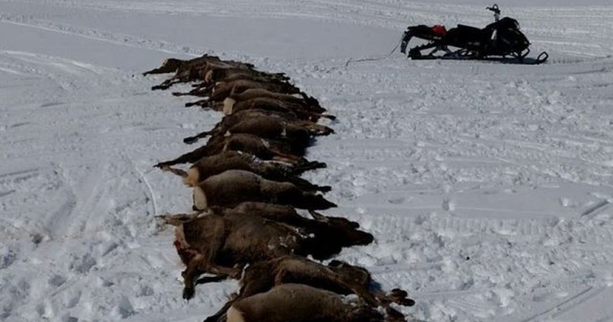 Wolf pack kills 19 elk in one night | FOX 32 Chicago