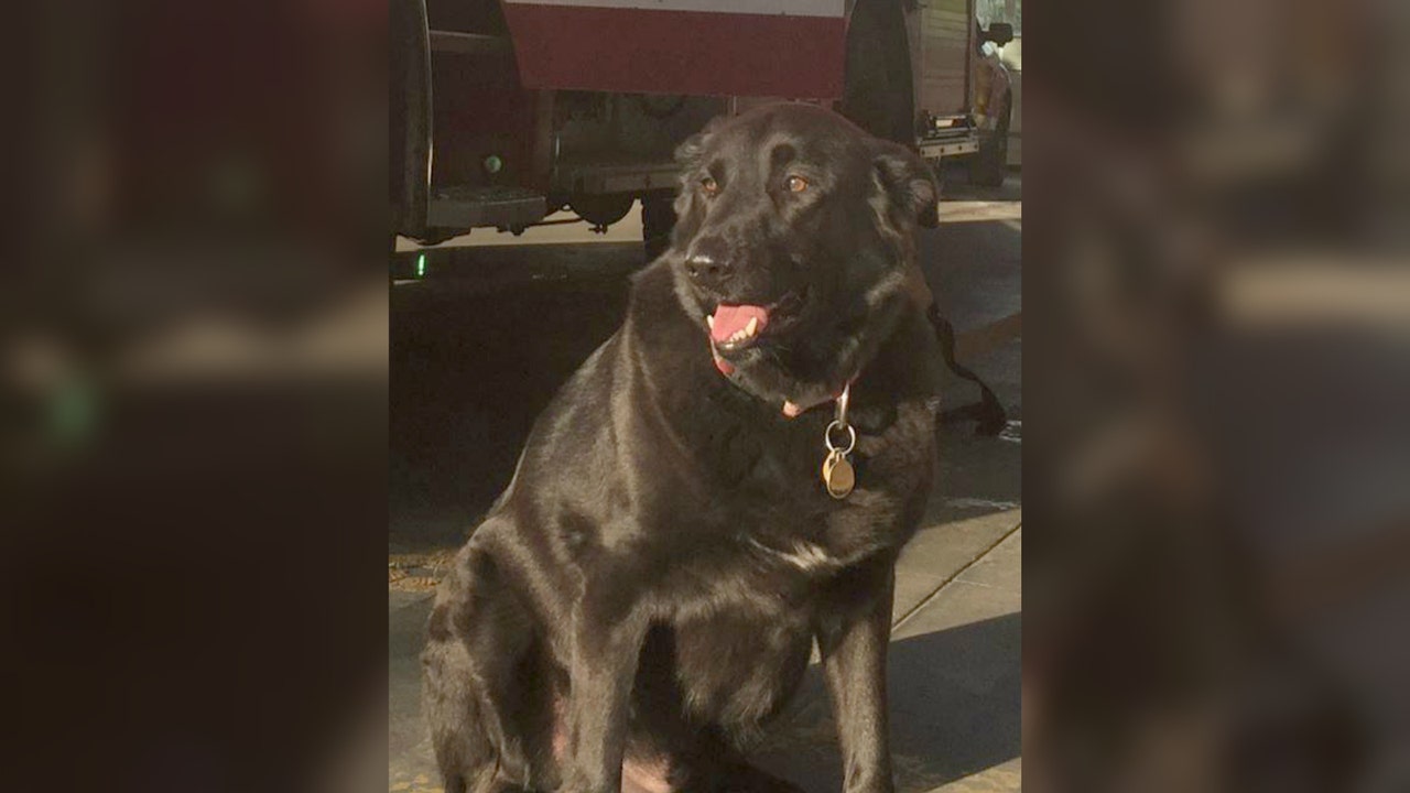 Missing Chicago Fire Department dog ‘Burny’ found | FOX 32 Chicago