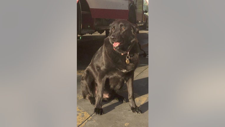 Missing Chicago Fire Department dog ‘Burny’ found | FOX 32 Chicago