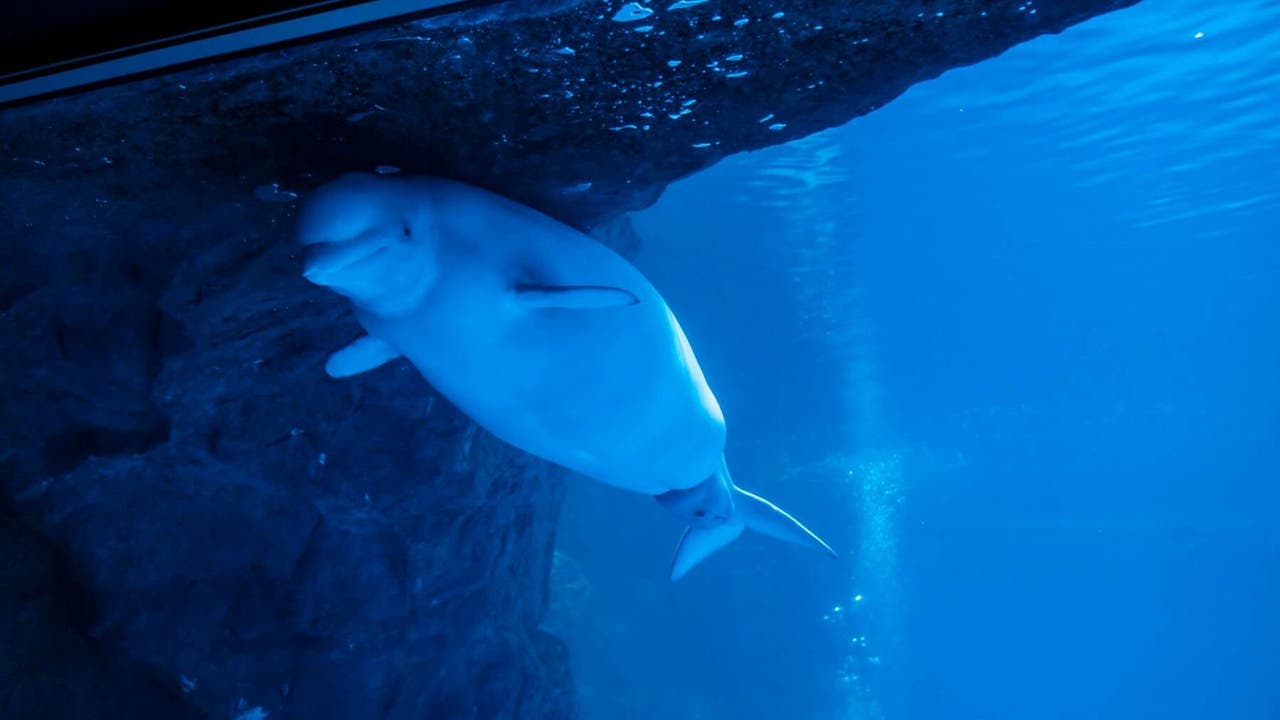 Remarkable Video Shows Beluga Whale Calf Birth At Shedd Fox 32 Chicago