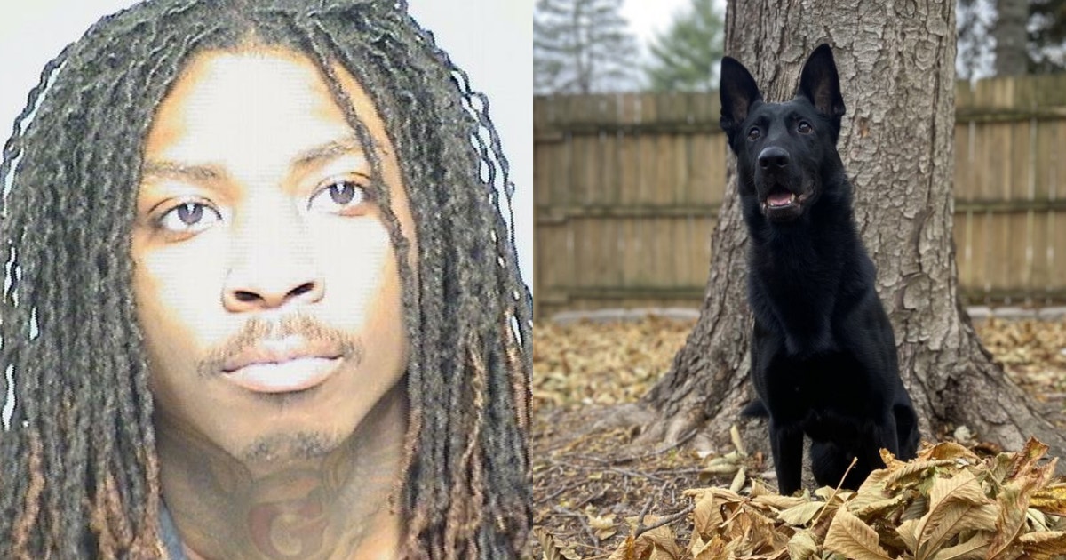 'Dangerous' felon arrested in Grayslake with help from K9 Ryker | FOX ...