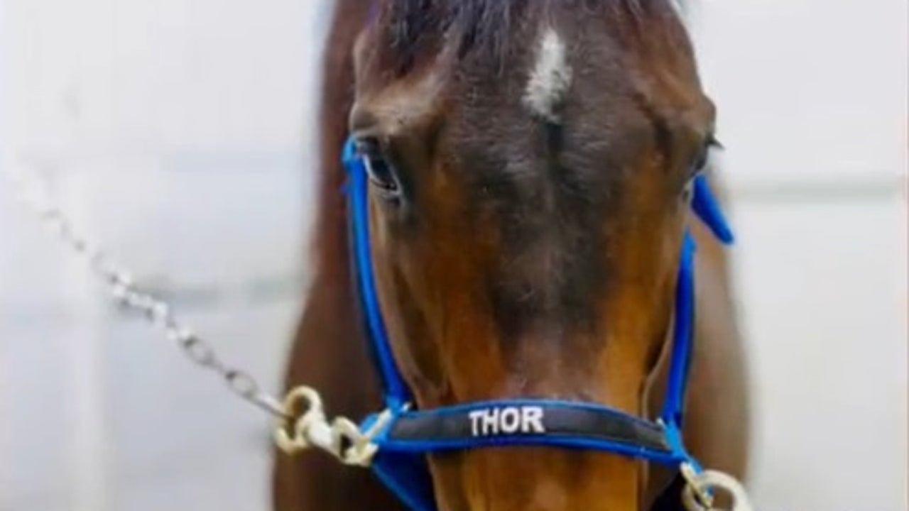 Chicago police welcome 'Thor' as newest member of Mounted Patrol Unit ...